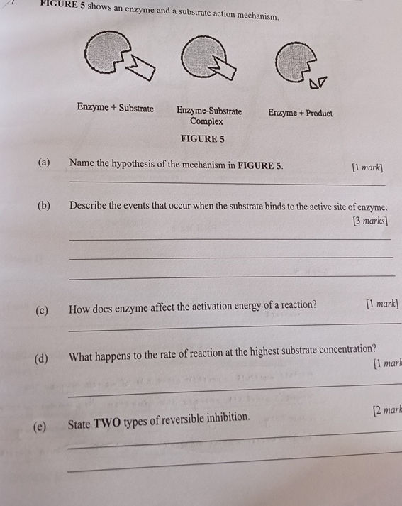 FIGURE 5 shows an enzyme and a substrate | StudyX