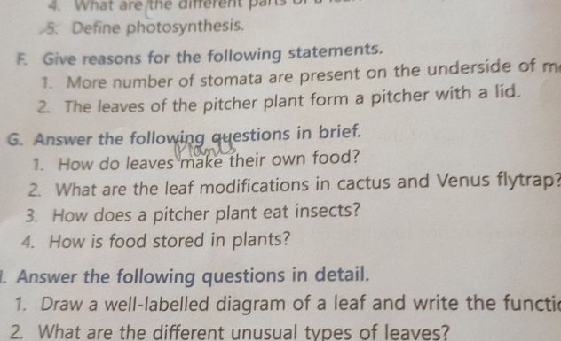 4 What are the different parts of a leaf 5 | StudyX