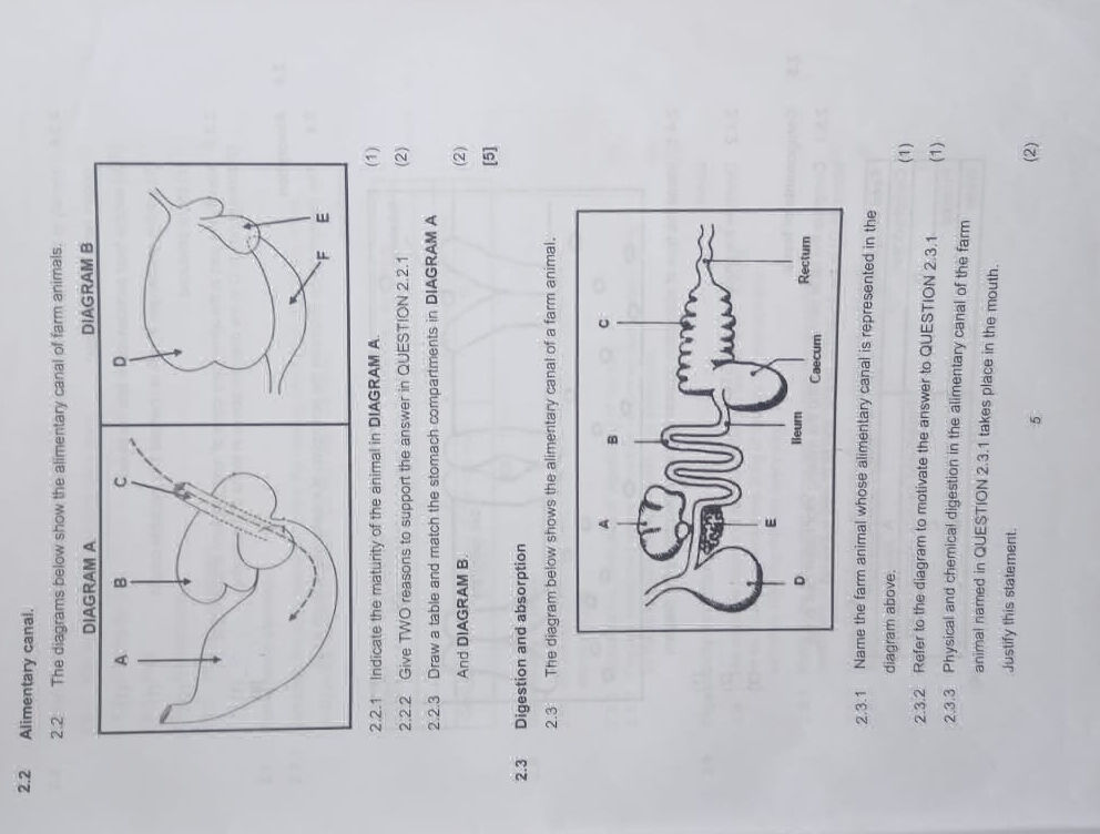 22 Alimentary canal 22 The diagrams below | StudyX
