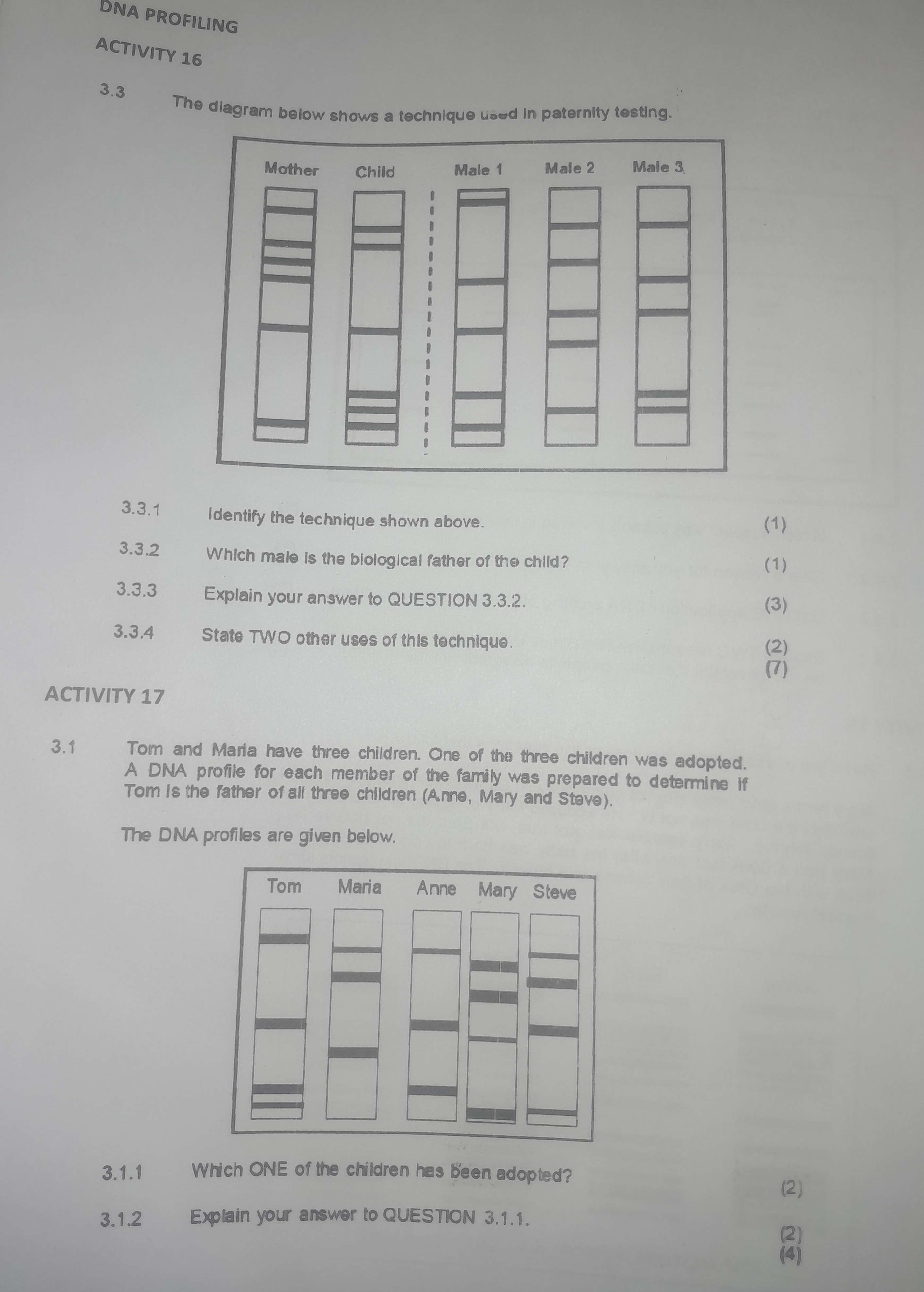 DNA PROFILING ACTIVITY 16 33 The diagram