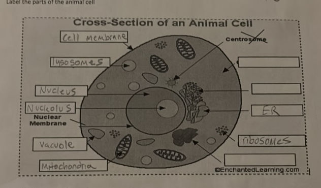 Label the parts of the animal cell | StudyX