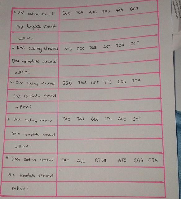 3 DNA coding strand CCC TCA ATC GAG AAA GGT | StudyX