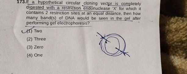 173If a hypothetical circular cloning vector | StudyX