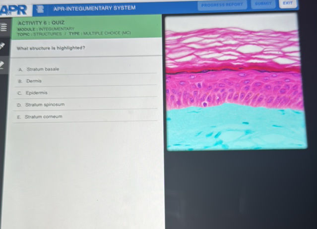 What structure is highlighted A Stratum | StudyX