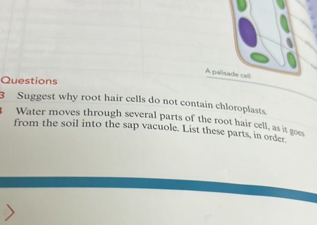 Questions 3 Suggest why root hair cells do | StudyX