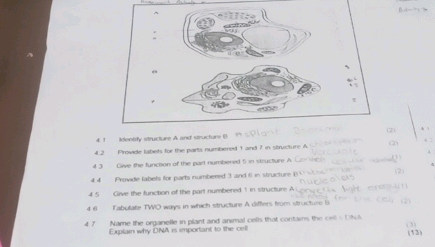 41 Identify structure A and structure B 42 | StudyX