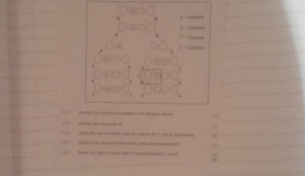 Identify the process illustrated in the | StudyX