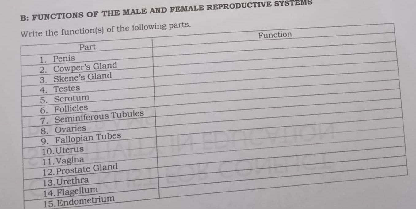 B FUNCTIONS OF THE MALE AND FEMALE | StudyX