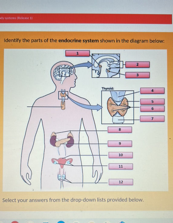 Identify the parts of the endocrine system | StudyX
