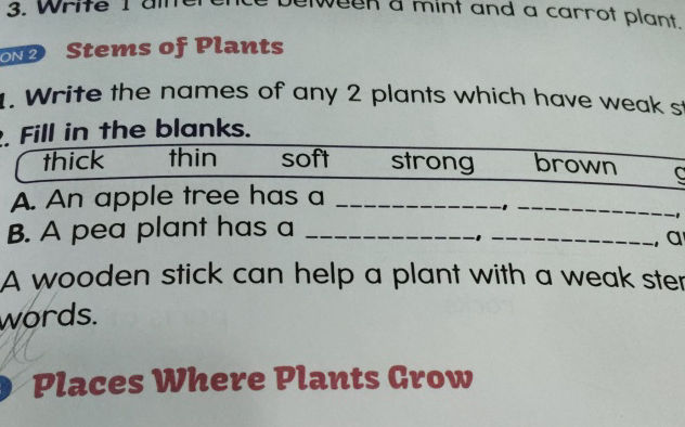 Stems of Plants 1 Write the names of any 2 | StudyX