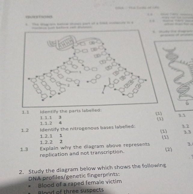 11 Identify the parts labelled 111 3 112 4 | StudyX