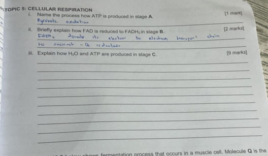 TOPIC 5 CELLULAR RESPIRATION I Name the | StudyX