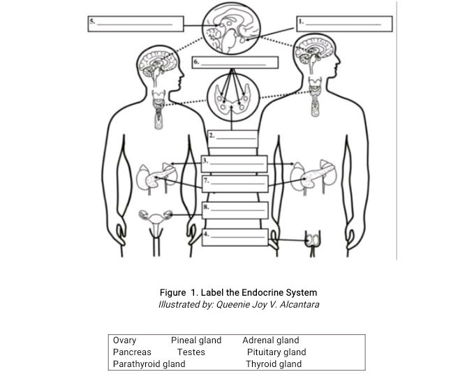 Figure 1 Label the Endocrine System | StudyX
