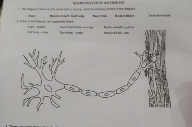 NERVOUS SYSTEM WORKSHEET 1 The diagram below | StudyX