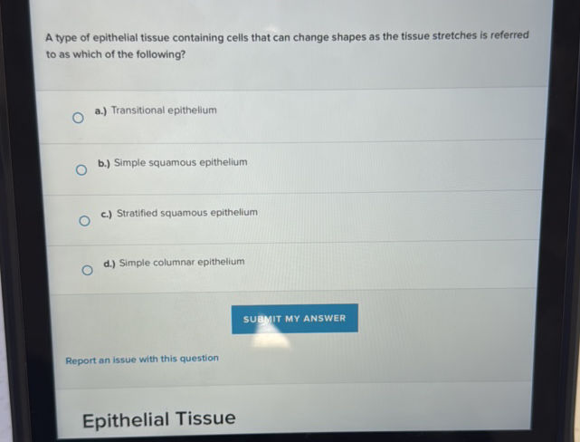 A type of epithelial tissue containing cells | StudyX