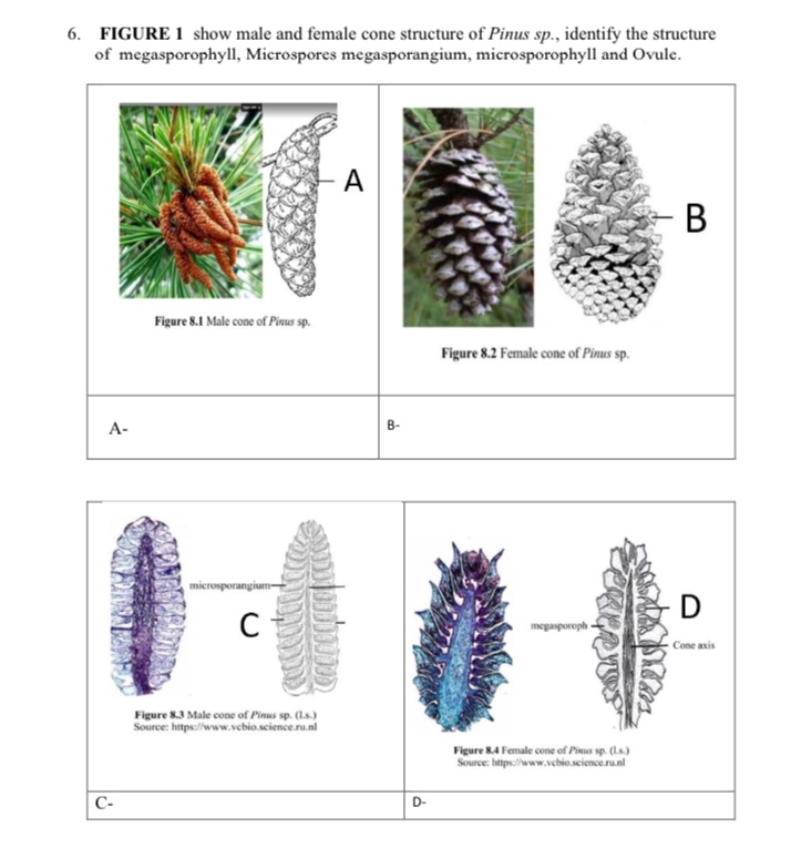 6 FIGURE 1 show male and female cone | StudyX