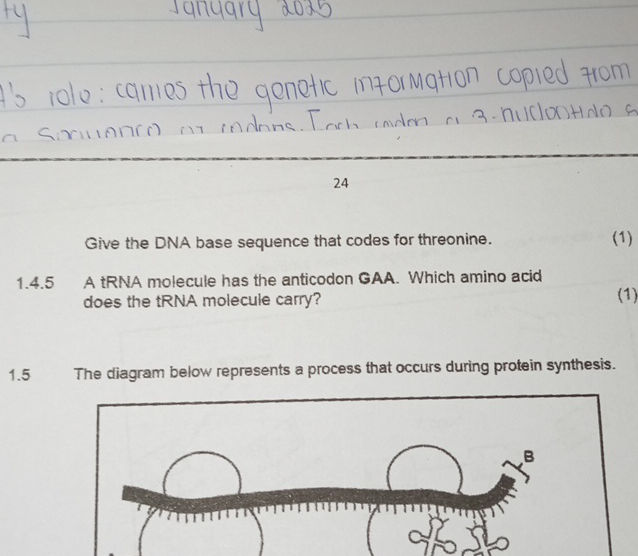 Give the DNA base sequence that codes for | StudyX
