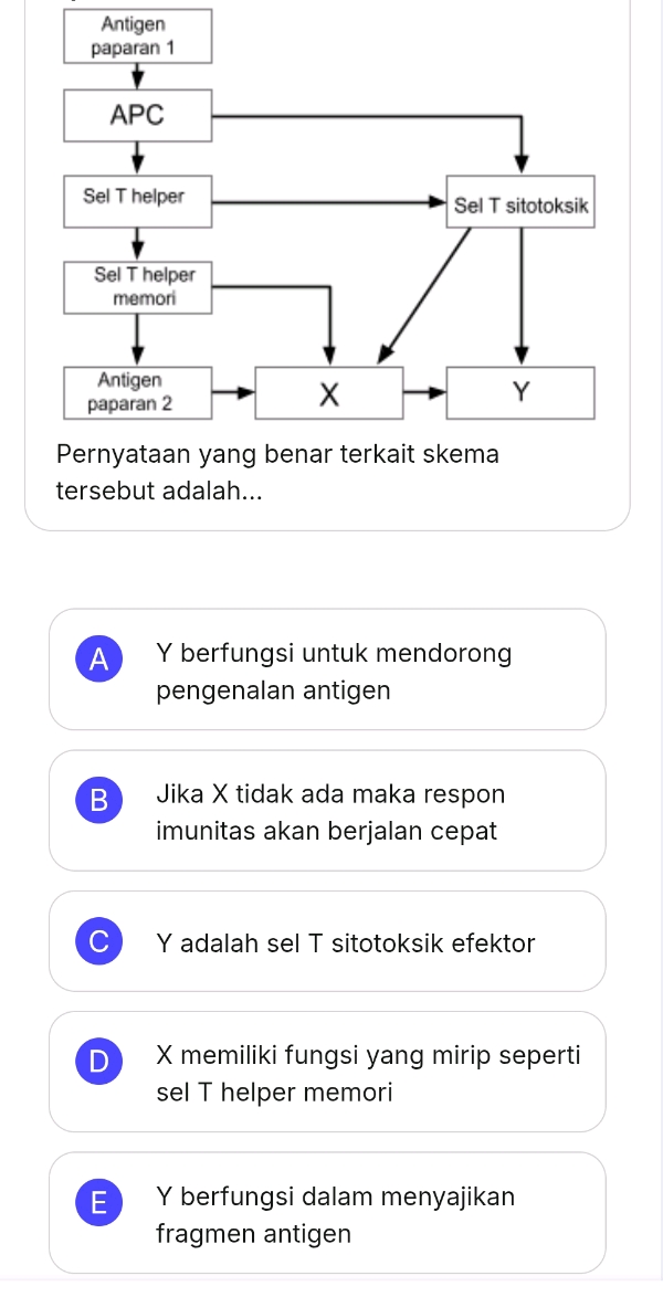 Antigen paparan 1 APC Sel T helper Sel T | StudyX
