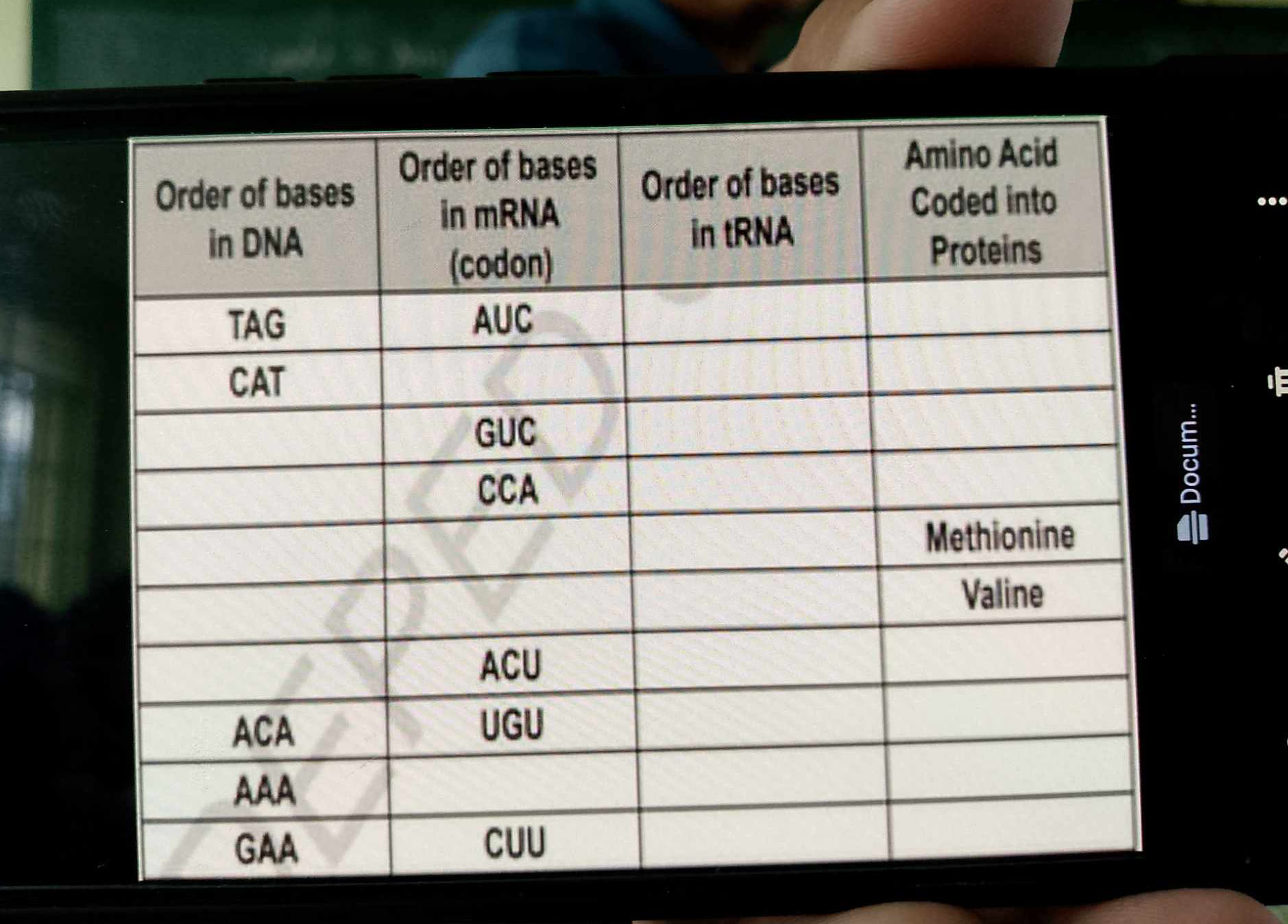 Order of bases in DNAOrder of bases in mRNA | StudyX