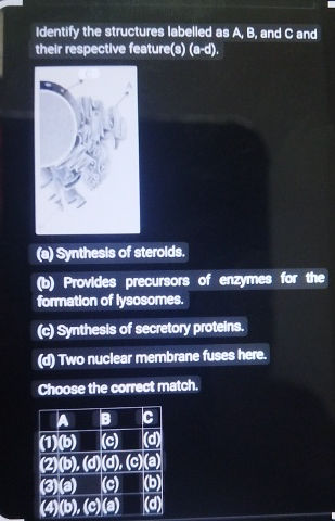 Identify the structures labelled as A B and | StudyX