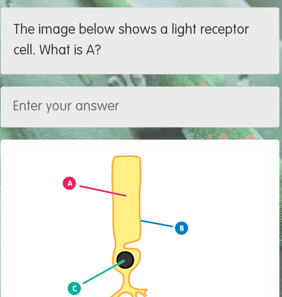 The image below shows a light receptor cell