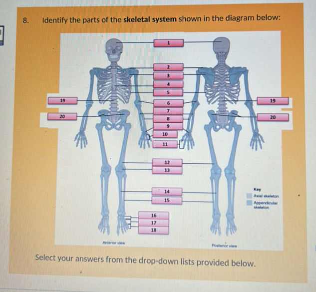 8 Identify the parts of the skeletal system