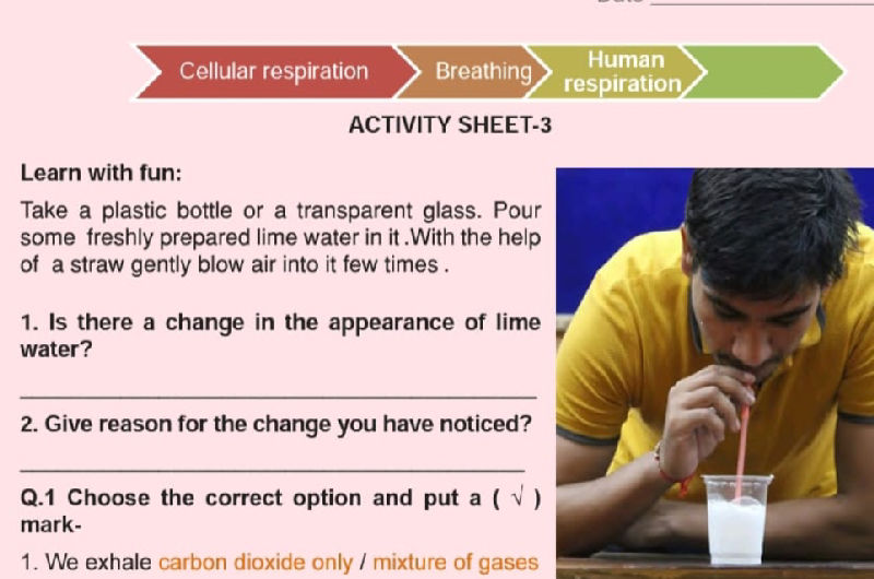Cellular respiration Human Breathing | StudyX