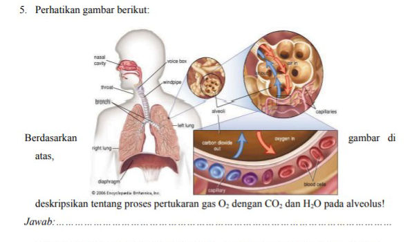 5 Perhatikan gambar berikut Berdasarkan | StudyX