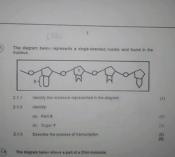 The diagram below represents a | StudyX