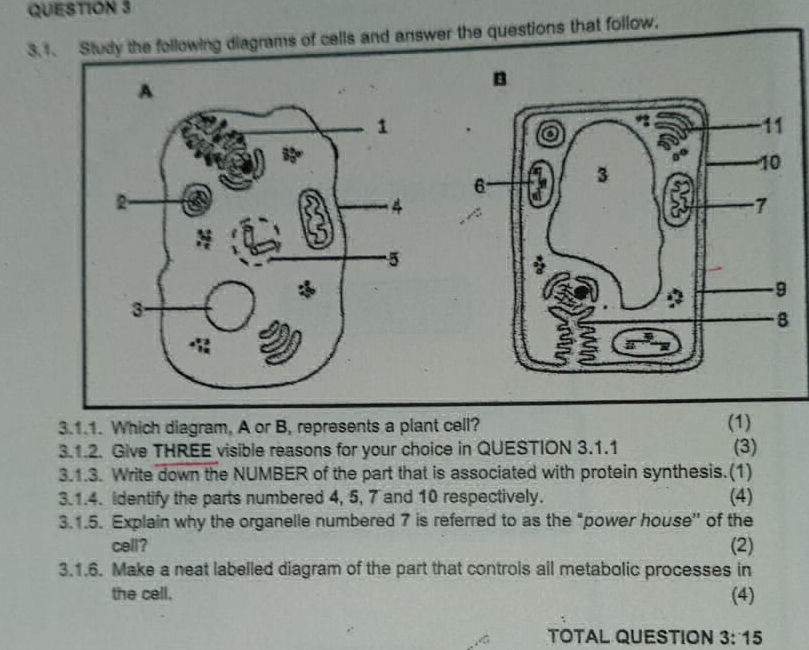 QUESTION 3 31 Study the following diagrams | StudyX