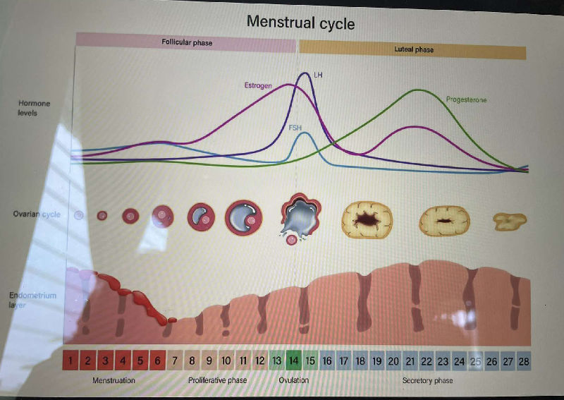 Menstrual cycle Follicular phase Luteal | StudyX