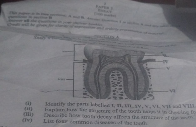 (i) Identify the parts labelled I II III IV | StudyX