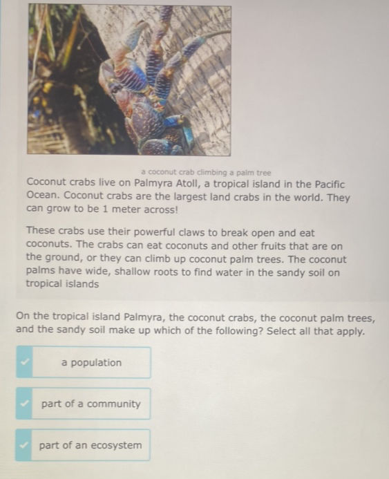 a coconut crab climbing a palm tree Coconut | StudyX