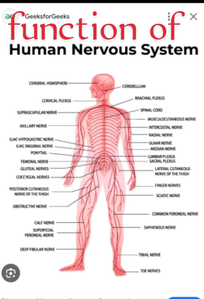 function of Human Nervous SystemThe image | StudyX