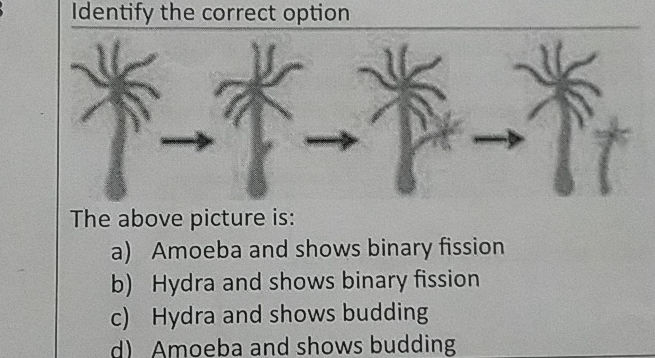 Identify the correct option The above | StudyX