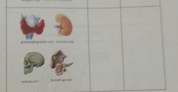 The image contains four pictures of organs | StudyX