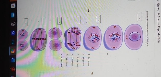 Identify the correct phases of Mitosis Image