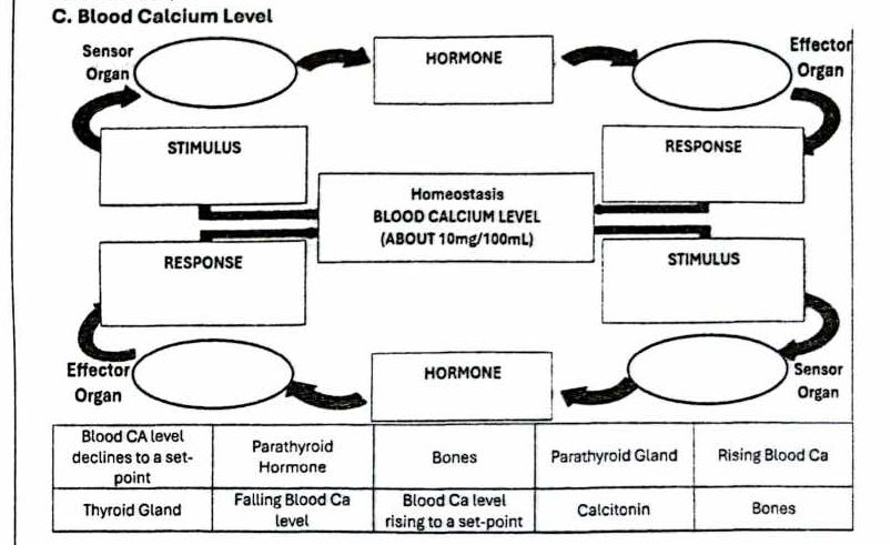 C Blood Calcium Level Sensor Organ STIMULUS | StudyX