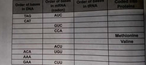 Order of bases In DNA Order of bases In mRNA | StudyX