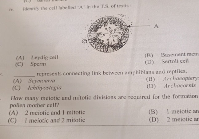 iv Identify the cell labelled A in the TS of | StudyX