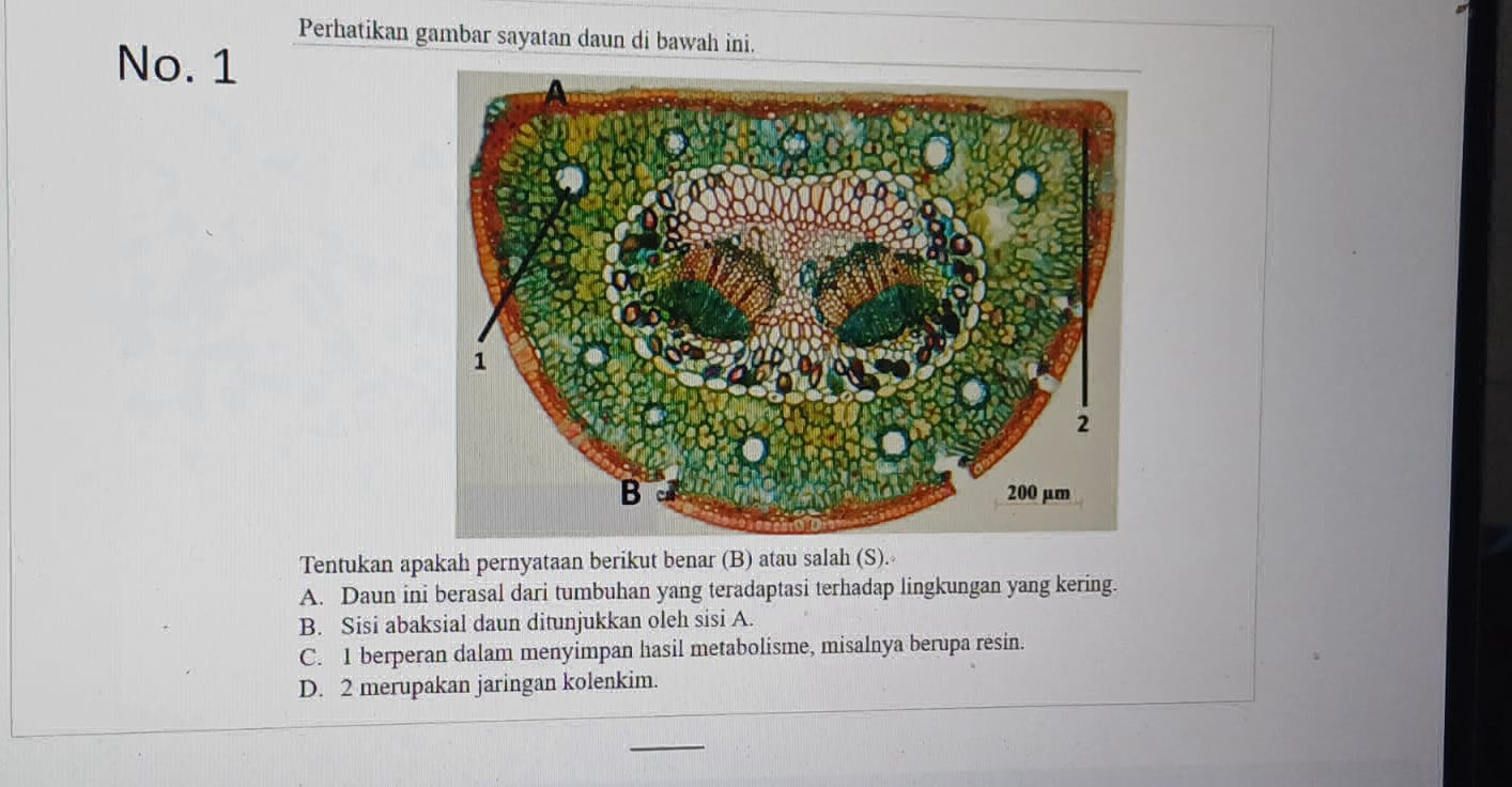 Perhatikan gambar sayatan daun di bawah ini | StudyX