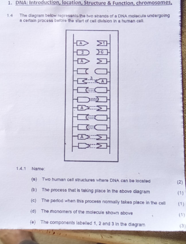 1 DNA Introduction location Structure | StudyX