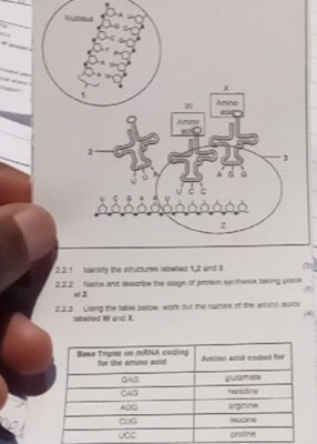 221 Identify the structures labelled 1 2 and | StudyX