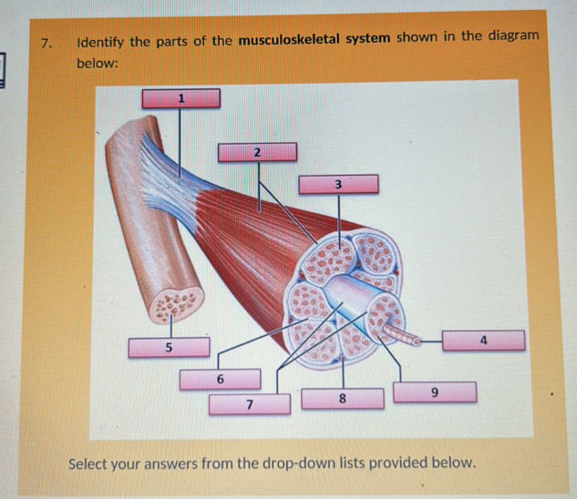 7 Identify the parts of the musculoskeletal