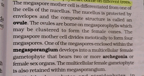 The megaspore mother cell is differentiated | StudyX