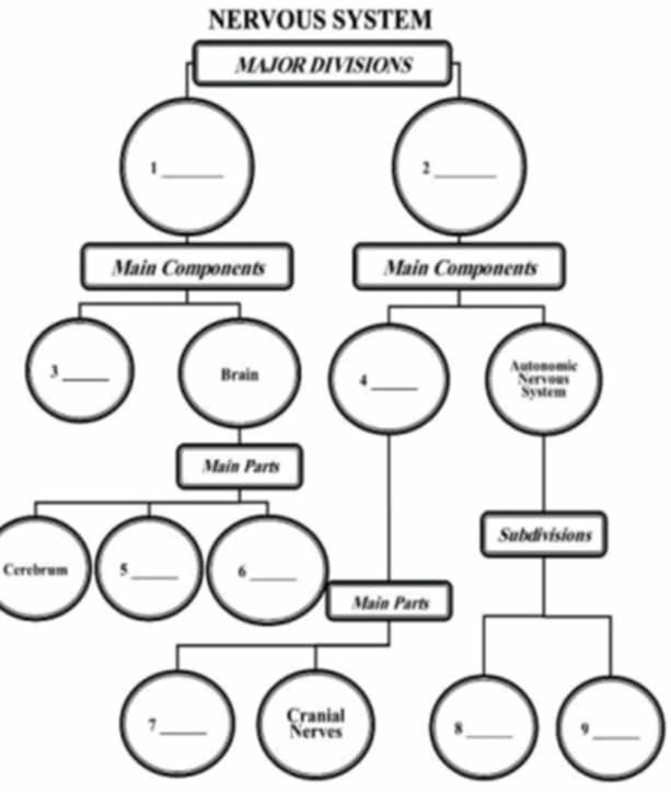 NERVOUS SYSTEM MAJOR DIVISIONS 1 2 Main | StudyX