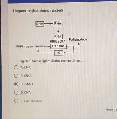 Diagram langkah sintesis protein DNA RNA RNA | StudyX