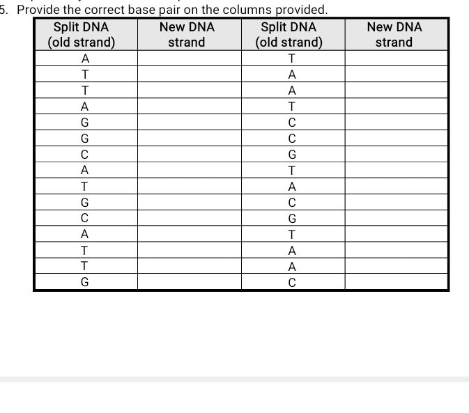 5 Provide the correct base pair on the | StudyX