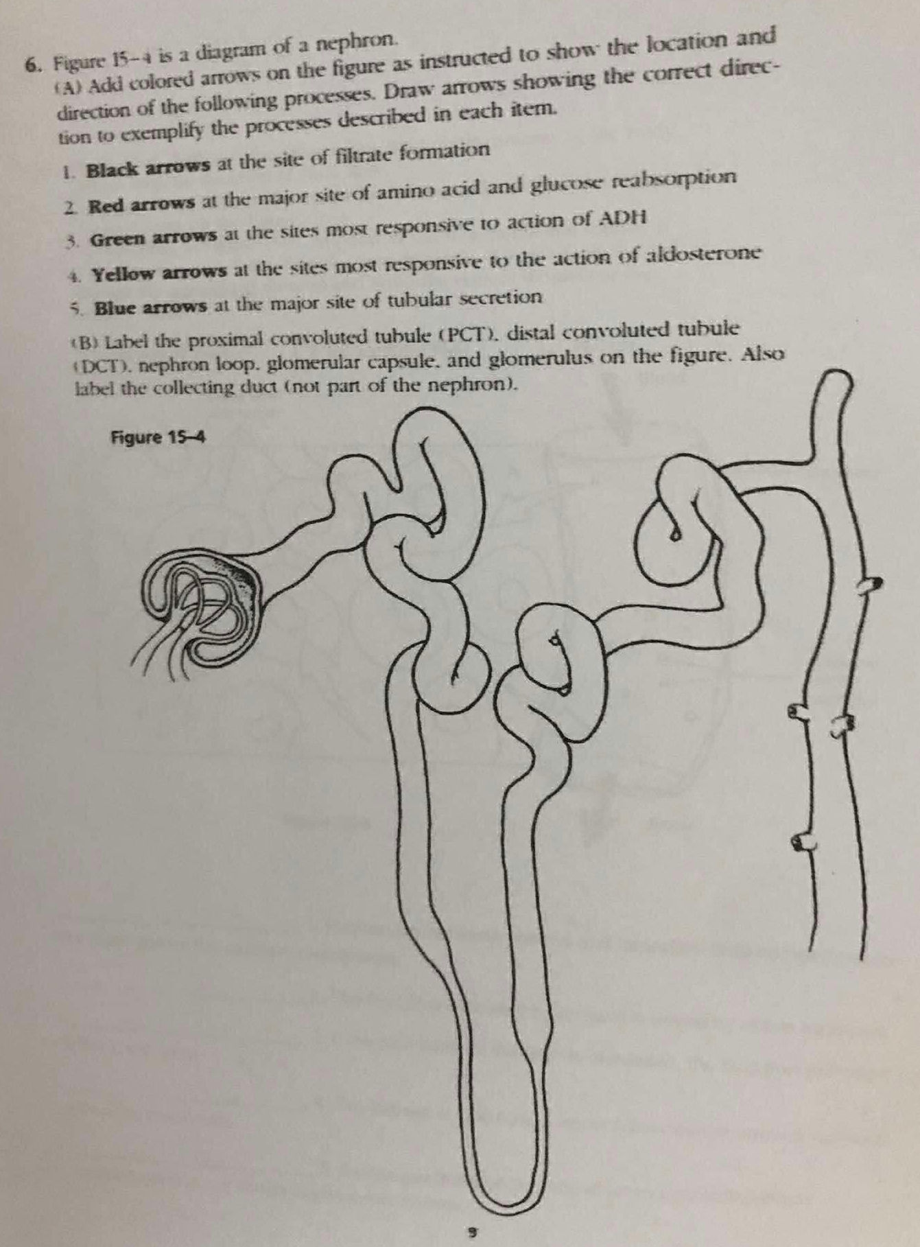 6 Figure 15-4 is a diagram of a nephron (A) | StudyX