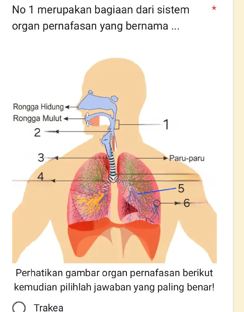 No 1 merupakan bagian dari sistem organ | StudyX